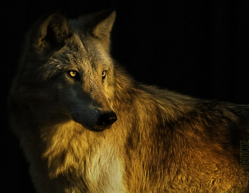 the fox who cried to the fione taken wolf | inside jamari fox